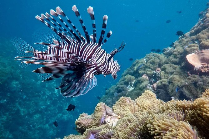 Premium Guided Scuba Diving Day Trip for Certified Divers - Who Will Love This Trip?