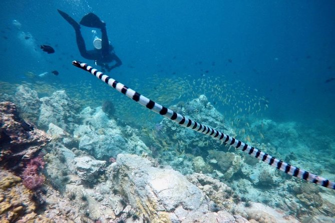 Premium Guided Scuba Diving Day Trip for Certified Divers - FAQ