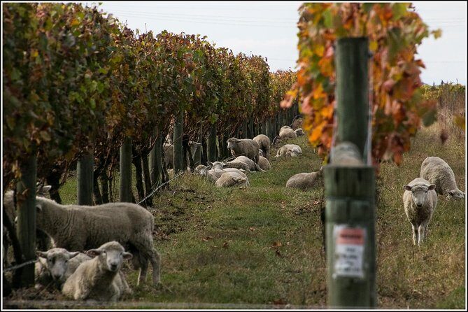 Premium-Hawke's Bay, Napier Winery Tour - 5.5 hours - Frequently Asked Questions
