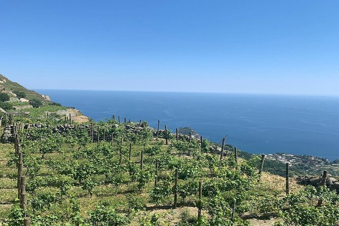 Premium Ischia Wine Tasting Experience with Transfer Included - The Reviews: Authentic Feedback from Travelers