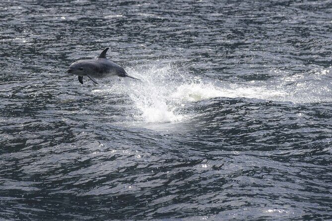 Premium Milford Sound Cruise Including Lunch - FAQs