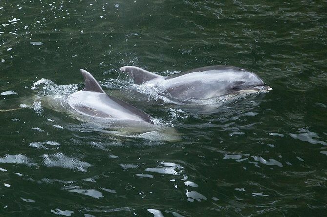 Premium Milford Sound Tour, Cruise & Lunch from Te Anau - FAQ