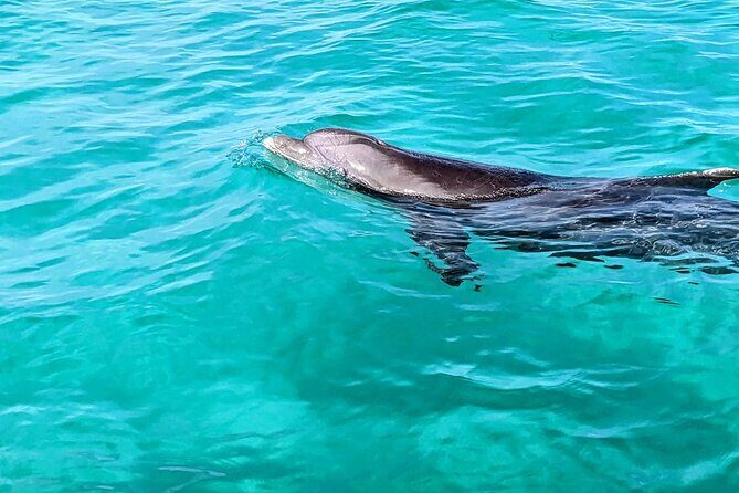 Premium Non-Private 3 Hour Crab Island and Eco Tour with Bathroom - An In-Depth Look at the Tour Experience