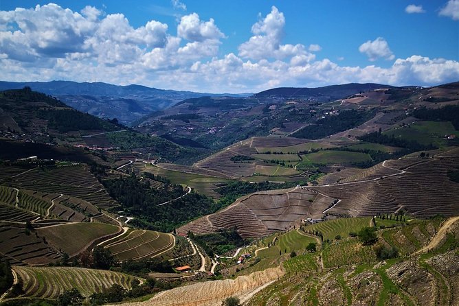 Premium Private Douro Tour: 3 Wineries With Tastings & Lunch - Traveler Reviews and Testimonials