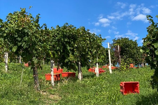 Premium Private Prosecco Hills Tour. 2 Wineries, Lunch Included. - Traveler Reviews