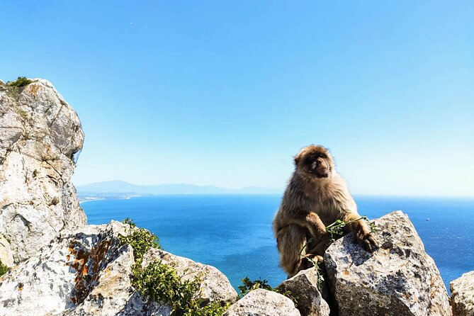 Premium private trip to Gibraltar from Seville (multiple options) - Exploring Gibraltar Town: Food, Shopping, and Local Flavors