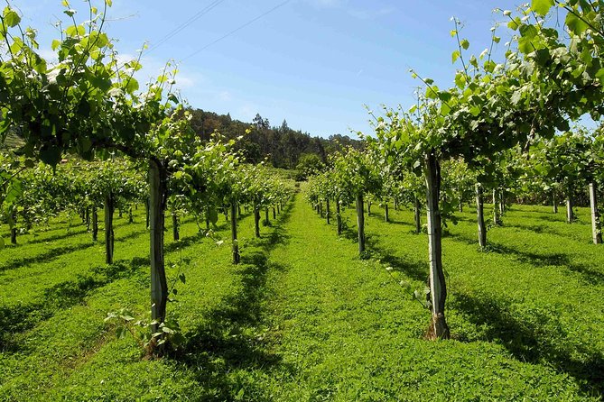 Premium Private Vinho Verde Tour:3 Wineries With Tastings & Lunch - Discovering the Premium Wineries