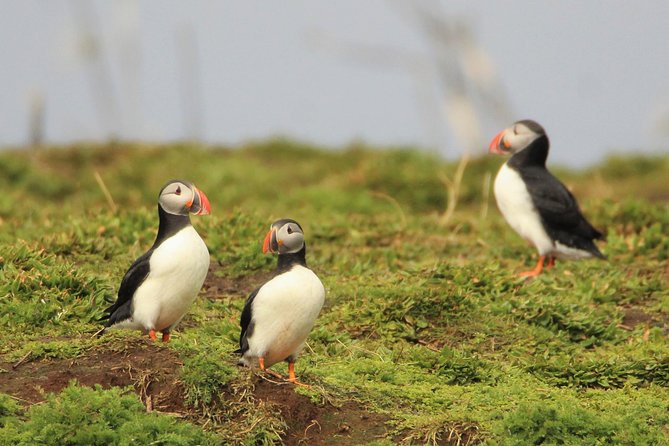 Premium Puffin & Bird Watching Tour Review - Tour Details