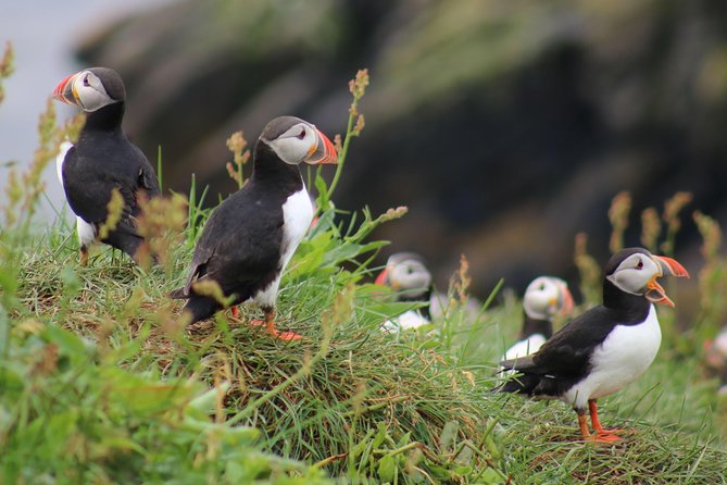 Premium Puffin & Bird Watching Tour Review - Wildlife Experience