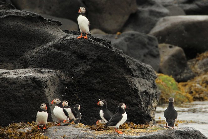 Premium Puffin & Bird Watching Tour Review - What to Expect