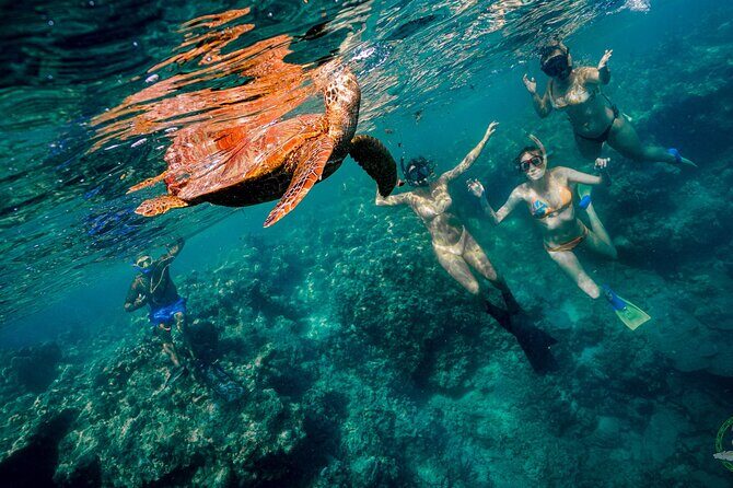 Premium Sea Scooter Turtle Adventure - Who Should Consider This Tour?
