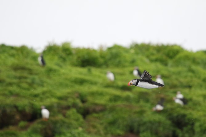 Premium Small-Group Puffin & Bird Watching tour from Reykjavík - What to Expect from the Puffin & Bird Watching Tour