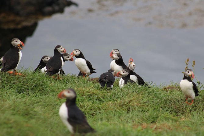 Premium Small-Group Puffin & Bird Watching tour from Reykjavík - The Experience and Reviews from Travelers