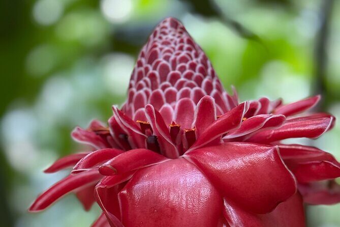 Premium Tour DE Tahiti, EN Half Day Privatised - Well-Reviewed & Reliable