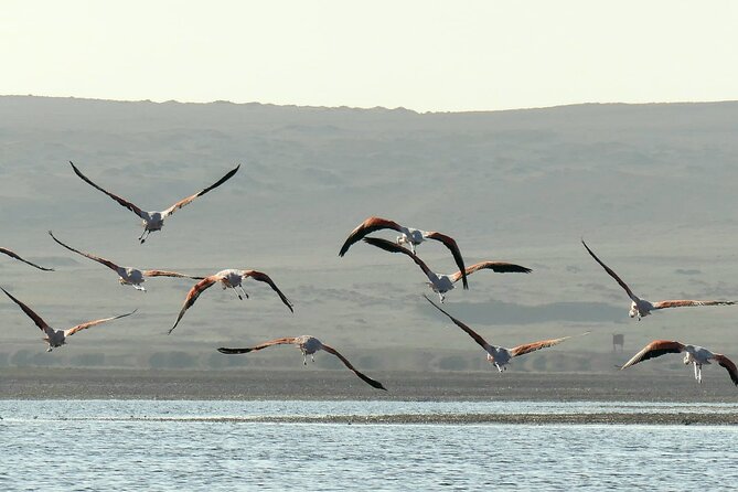 Premium Trekking Golden Shades - Key Points