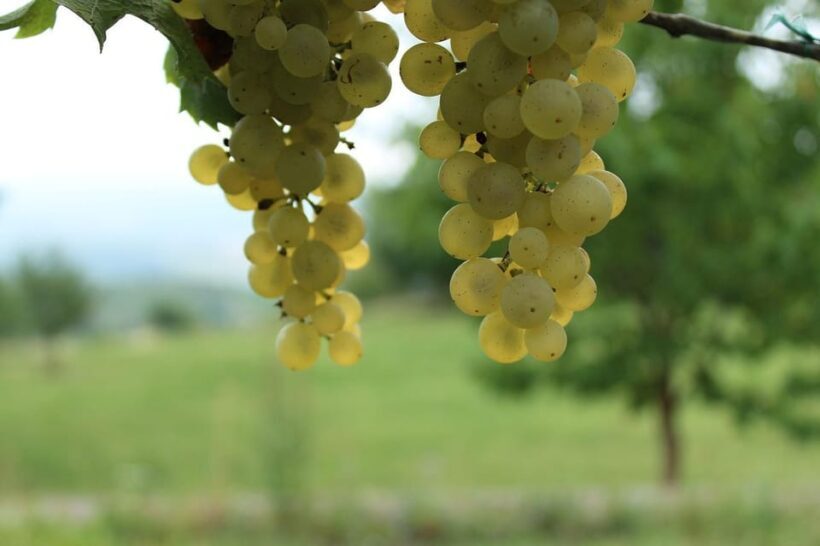 Premium wine hike Stuttgart with games and winemaker's snack - FAQs
