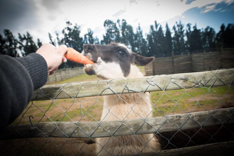 Premium Wine Tasting at Casas del Bosque + Private Transport - Practical Details: What You Need to Know