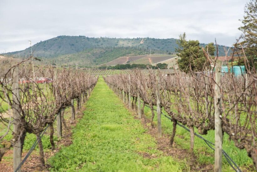 Premium Wine Tasting at Casas del Bosque + Private Transport - The Sum Up