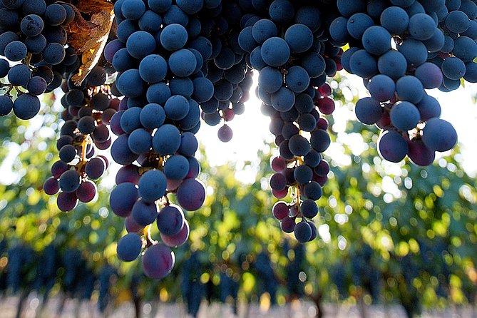 Premium Wine Tour Viña Cousiño Macul Official English - Traveler Ratings and Reviews