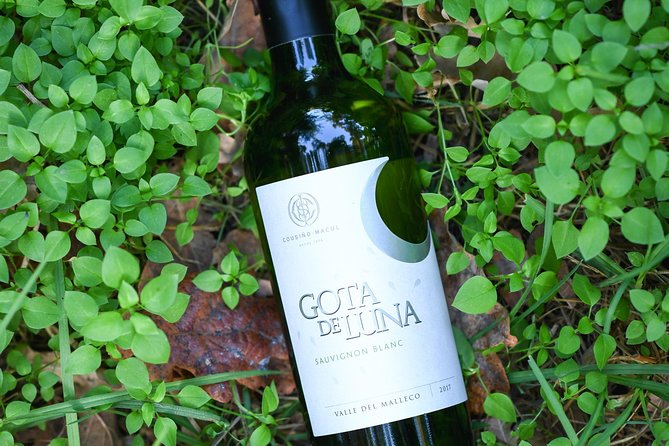 Premium Wine Tour Viña Cousiño Macul Official English - Getting to the Vineyard