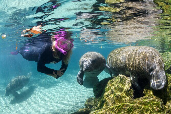 Preseason Special Snorkeling with Manatees Experience - A Deep Dive into the Manatee Snorkeling Tour