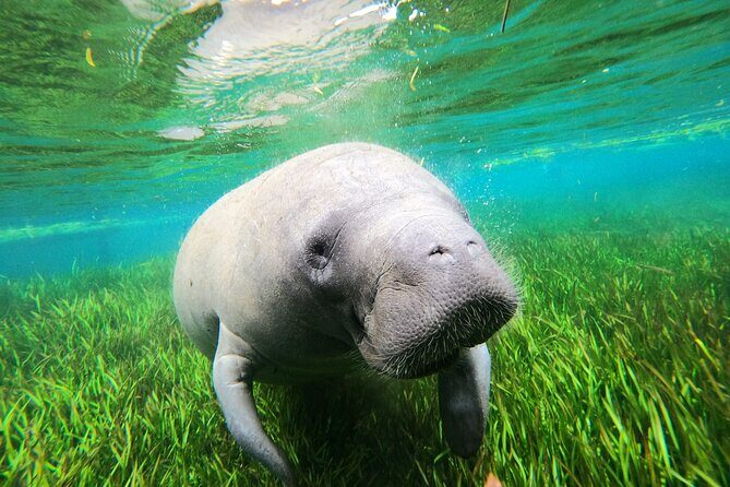 Preseason Special Snorkeling with Manatees Experience - Who Will Love This Tour?