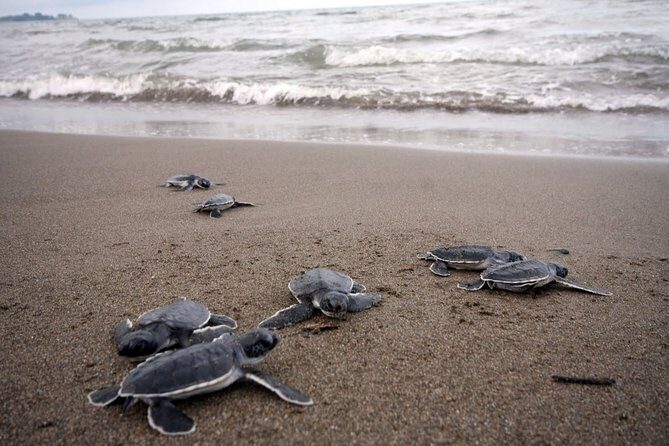 Preserving Baby Sea Turtles And Filling You With Energy In Bioluminescent Lights - FAQ