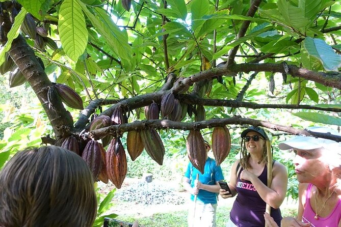 Princeville Botanical Gardens Tour and Chocolate Tasting Ticket - The Experience Itself: What to Expect