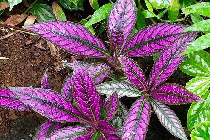 Princeville Botanical Gardens Tour and Chocolate Tasting Ticket - Practical Tips for Visitors