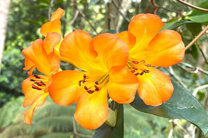 Princeville Botanical Gardens Tour and Chocolate Tasting Ticket - Who Will Love This Tour?