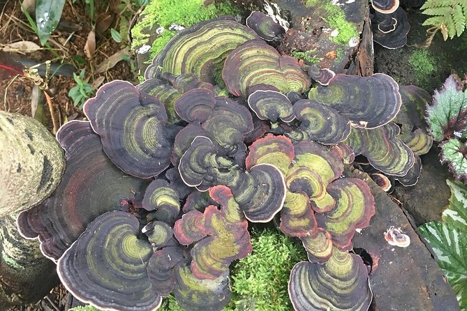 Princeville Botanical Gardens Tour and Chocolate Tasting Ticket - Final Thoughts