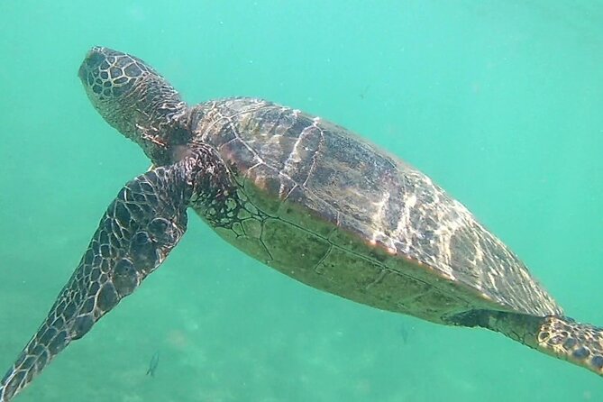 Princeville - Snorkeling Shore Excursion - Final Thoughts