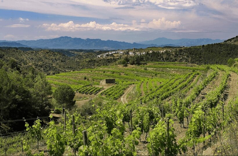 Priorat tour to 3 small wineries and hotel pick-up - A Closer Look at the Priorat Tour Experience