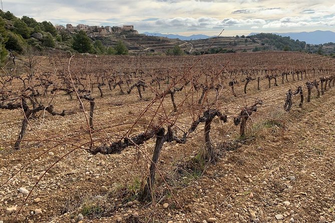 Priorat Wineries Tour With Wine Tastings & Lunch From Barcelona - Transportation and Accessibility