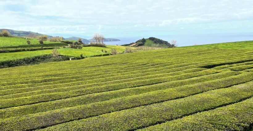 Privat van tour Furnas valley, Gorreana tea  islands gems - Final Thoughts