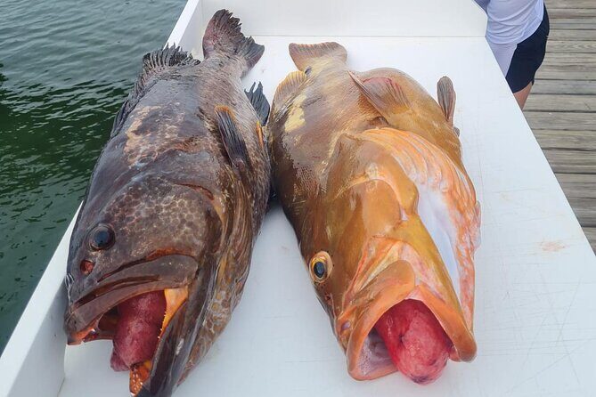 Private 1/2 Day Afternoon Bottom Fishing Charter on "Shady Grady" - The Experience: From Outfit to Catch