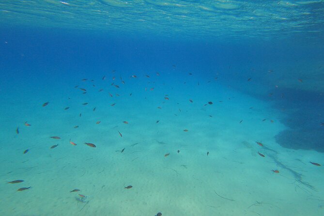 Private 1-Hour Guided Snorkeling Adventure with Go Pro Pictures - Who Would Love This Experience?