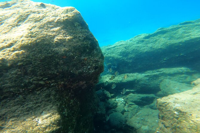 Private 1-Hour Guided Snorkeling Adventure with Go Pro Pictures - Final Thoughts