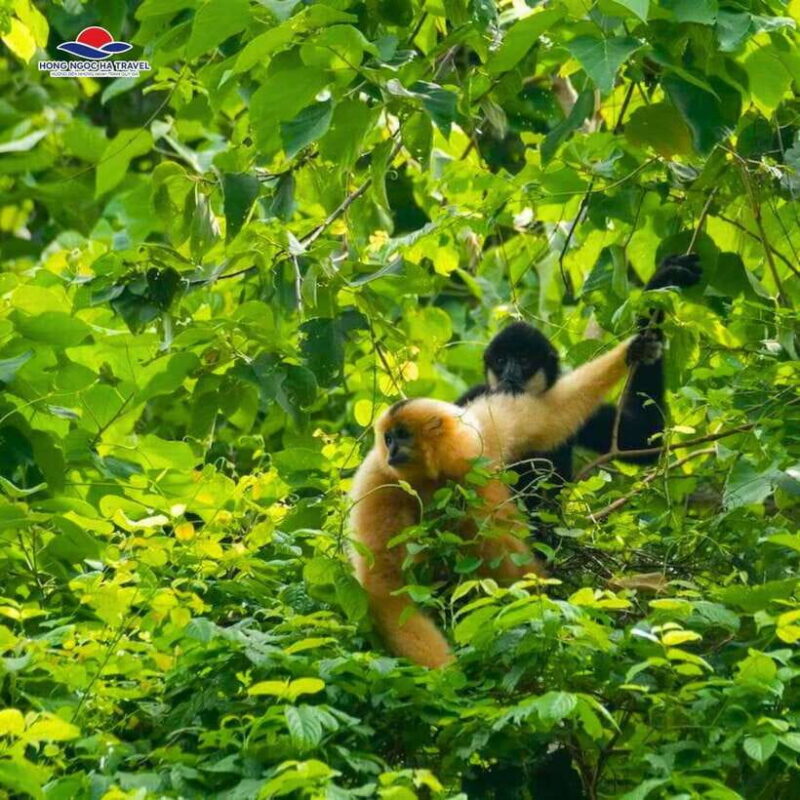 Private 2-Day Cuc Phuong National Park and Van Long Tour - Exploring Mac Lake and the Forest’s Giants