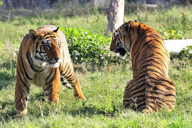 Private 2-Day Tour to Ranthambhore Tiger Safari from Jaipur - An In-Depth Look at the Tour Experience