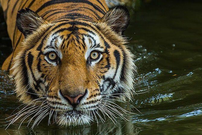 Private 2-Day Tour to Ranthambhore Tiger Safari from Jaipur - Practical Tips for Travelers