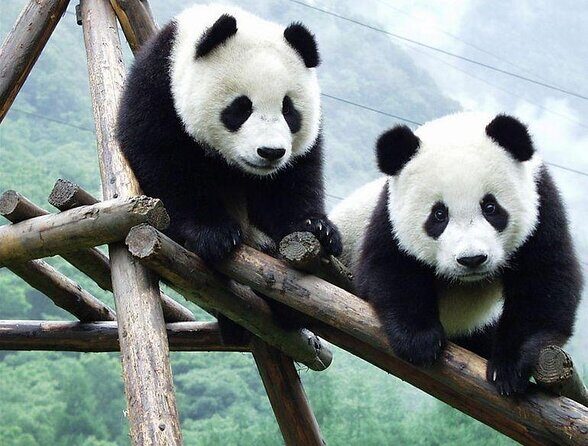 Private 2-Day Xi'an and Chengdu Tour with Hotel Stay - Introduction: An Authentic Two-Day Chinese Adventure