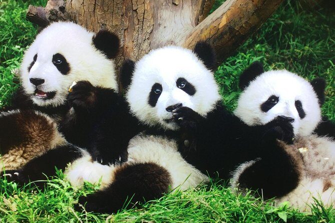 Private 2-Day Xi'an and Chengdu Tour with Hotel Stay - Key Points