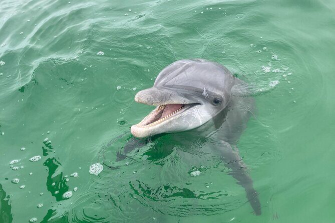 Private 2-Hour Dolphin and Sightseeing Tour - The Itinerary in Detail