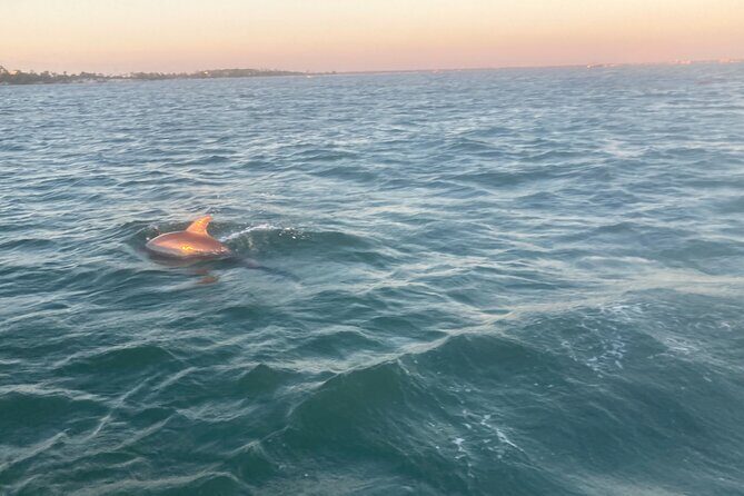Private 2-Hour Dolphin and Sightseeing Tour - Why This Tour Works for Travelers