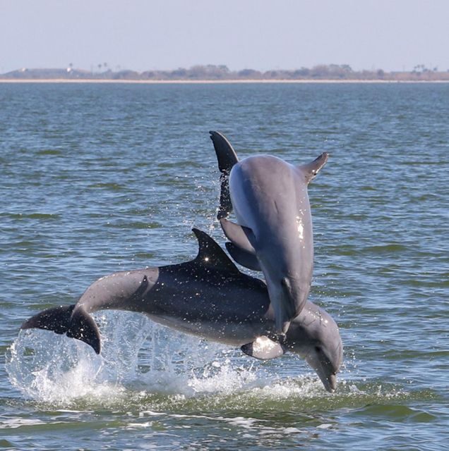 Private 2 hour Dolphin Sightseeing tour- Melbourne - Who Will Love This Tour?