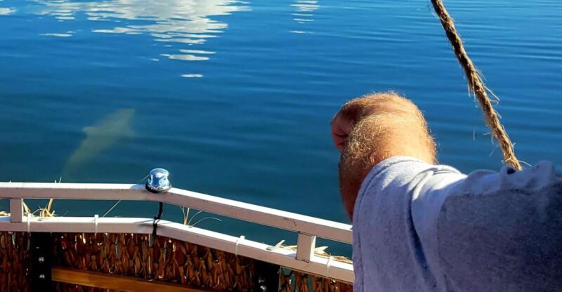 Private 2 hour Dolphin Sightseeing tour- Melbourne - What You Can Expect on the Tour