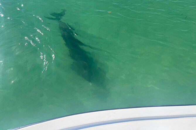 Private 2-Hour Dolphin Watching Cruise in St. Petersburg, FL - The Practicalities