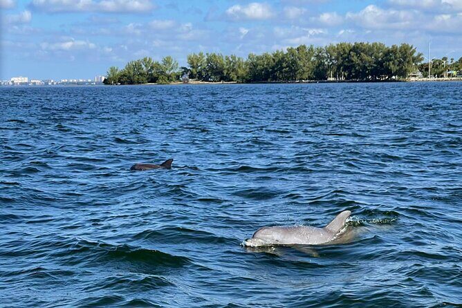 Private 2-Hour Dolphin Watching Cruise in St. Petersburg, FL - Who Should Consider This Tour?