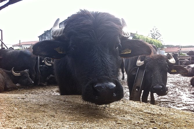 Private 2 Hour Paestum Tour - FAQ